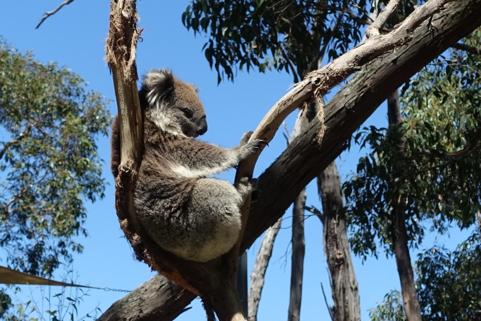 FEATURE: After bushfire, a “koala ark” looks to future-proof populations
